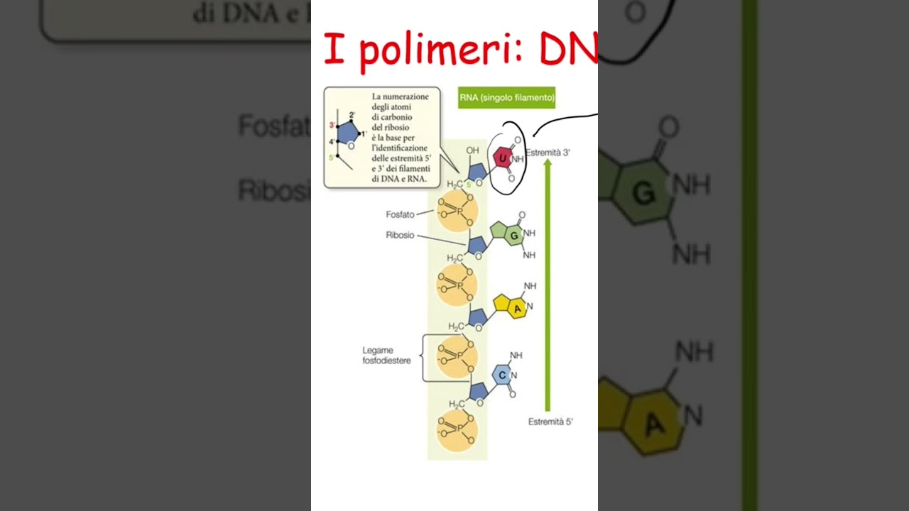 Diagramma Del Ribosio 1: A Schematic Of The Cyclic Form Of The Ribose
