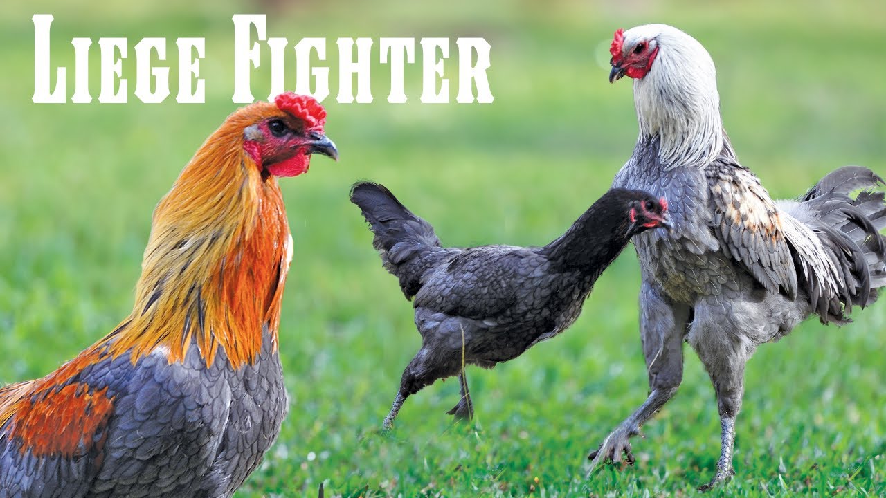 All about the Liege Fighter: the gentle giant of chickens - YouTube