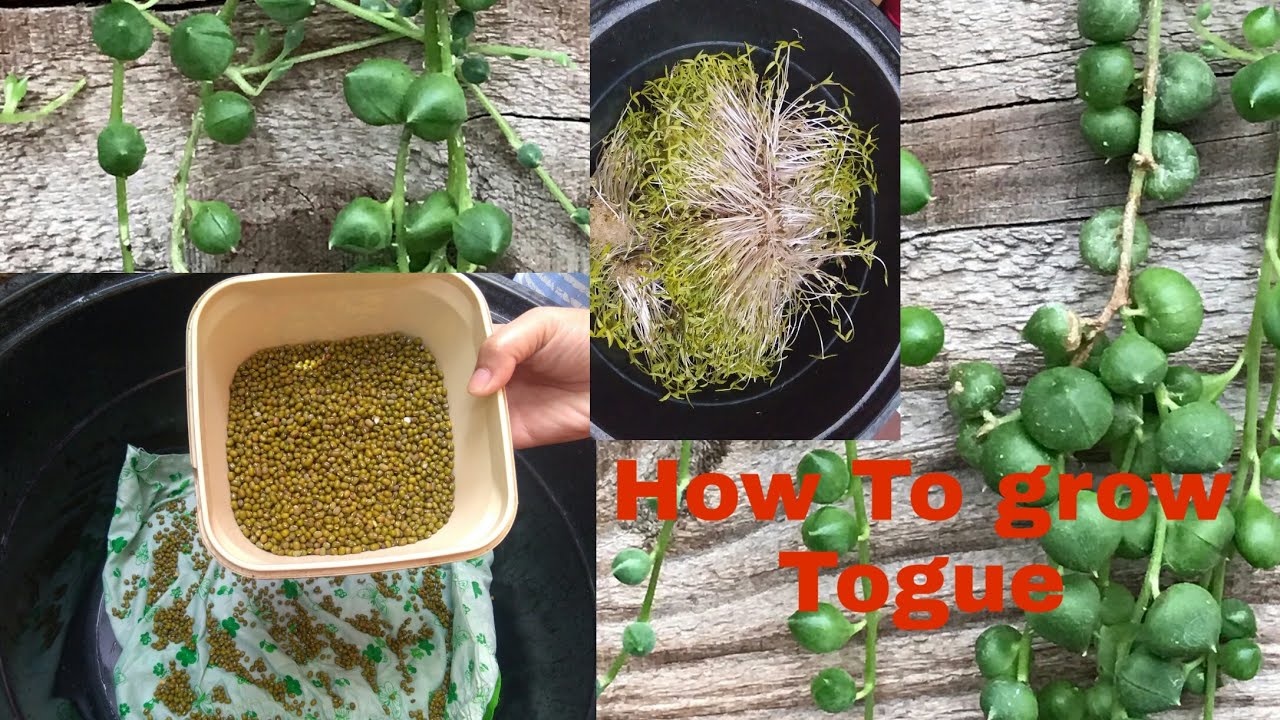 How to grow Togue(vlog #5) my own version - YouTube