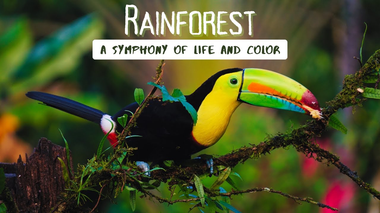 Discovering the Vibrant Colors of the Rainforest: A Symphony of Life ...