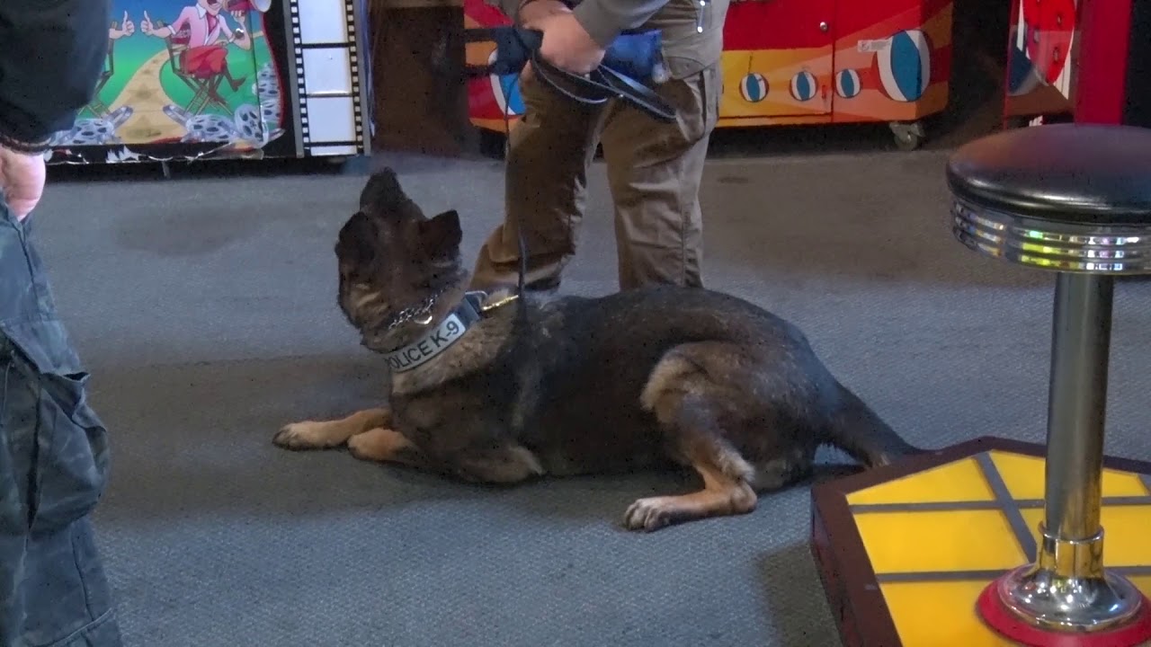 Merrillville Police Train With Crown Point K-9's as they begin the ...