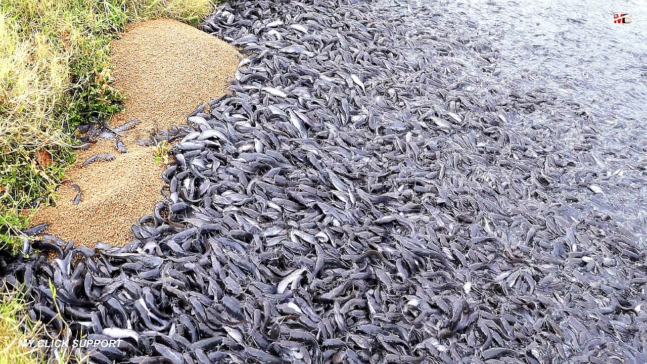 Rearing fish in ponds || Feeding rates and frequencies on the ...