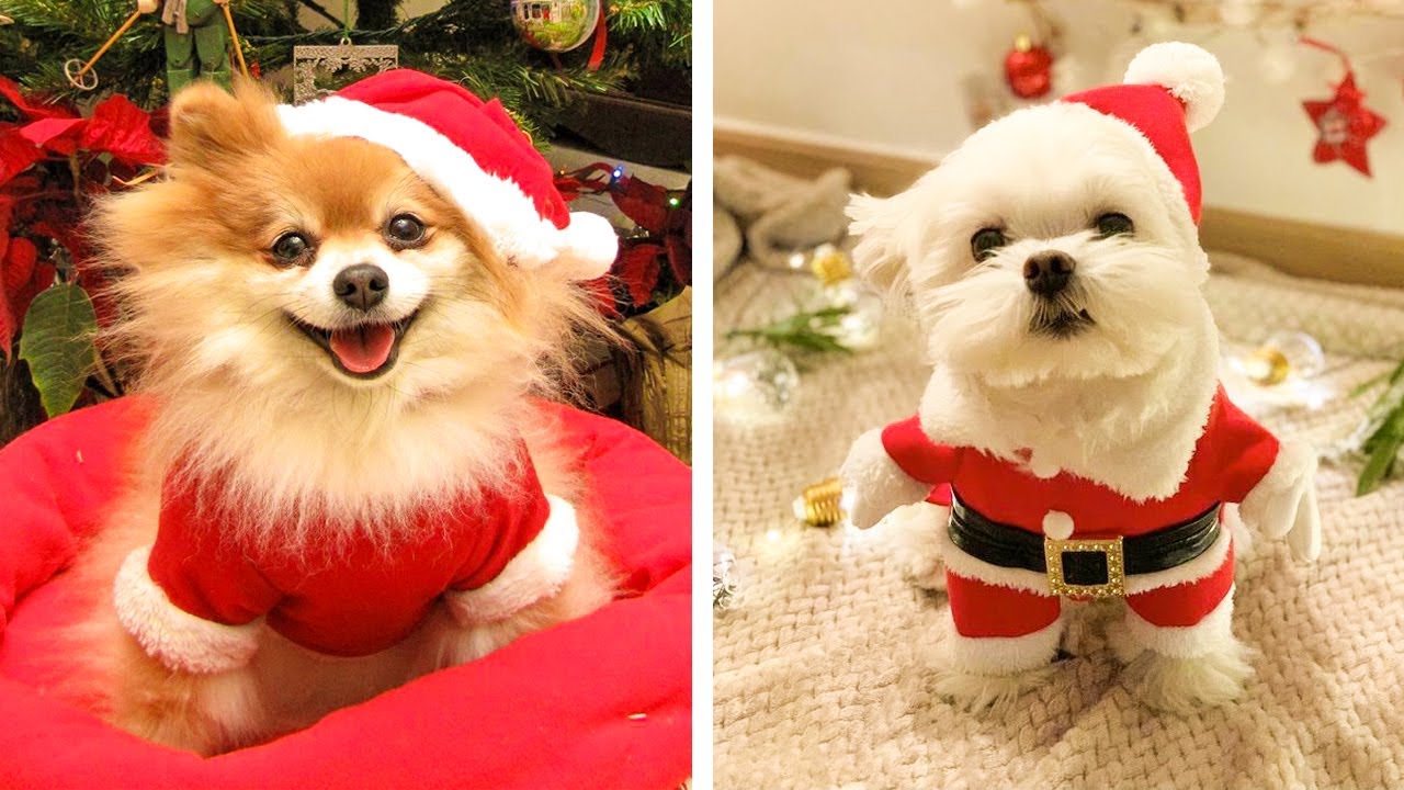 😍These Adorable Puppies Will Make Your Day Happier🐶| Cute Puppies - YouTube