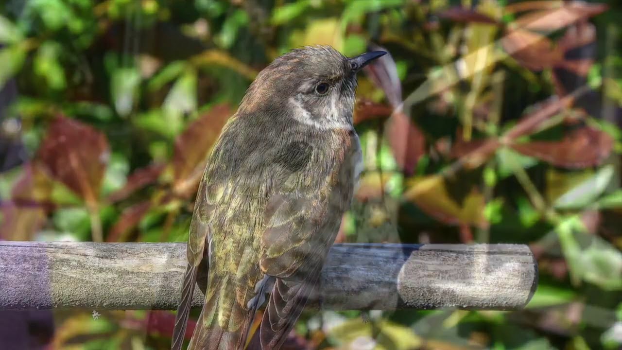 Shining Cuckoo - YouTube
