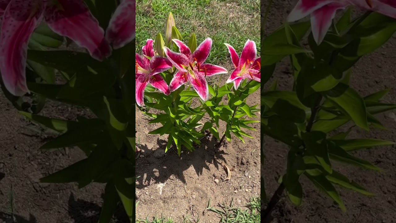Wow three Lilly flowers 2022 - YouTube