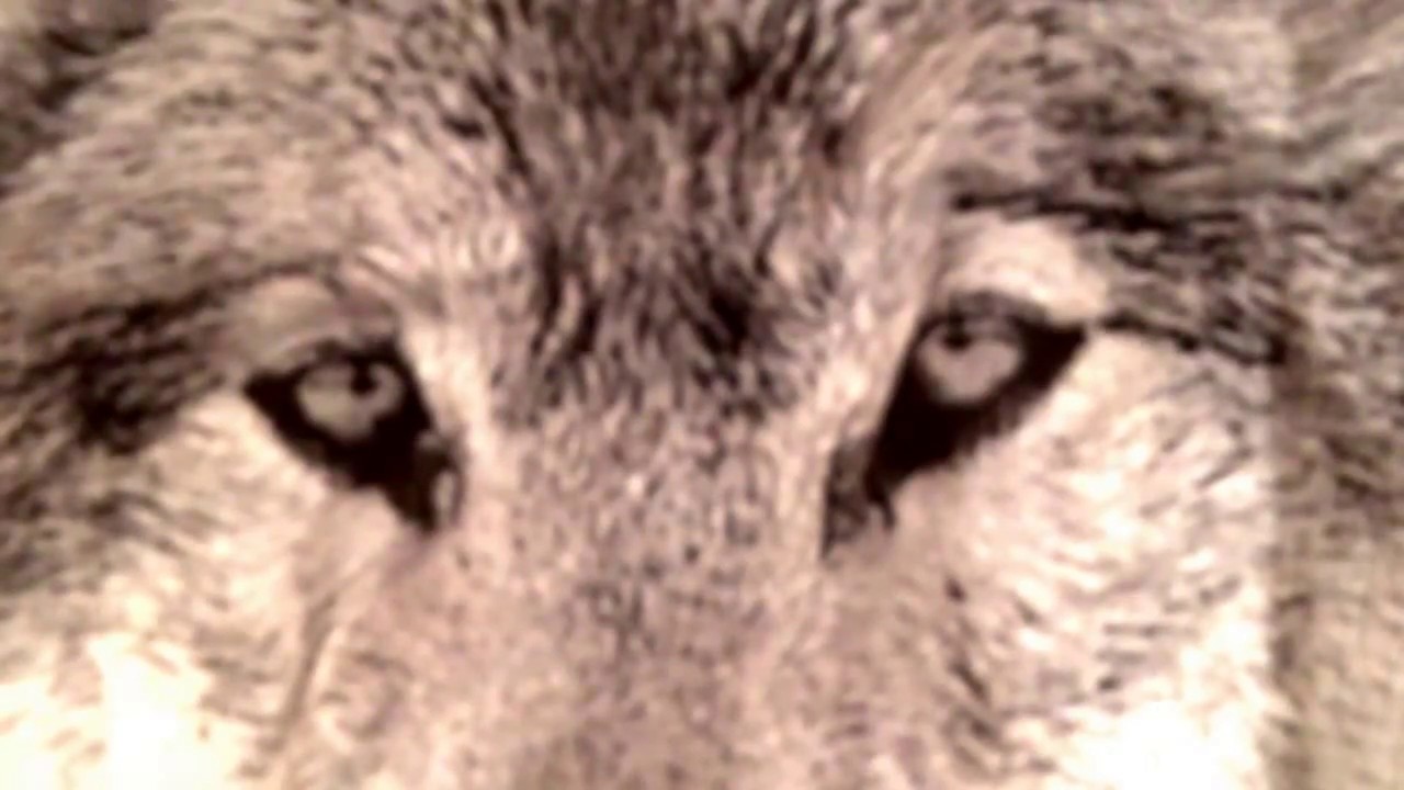 The wolf,chill and relax - YouTube