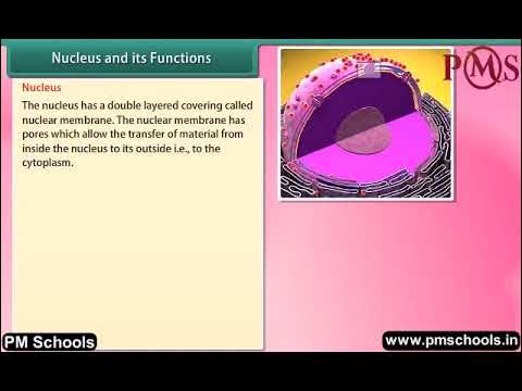 NCERT|CBSE Class 8-Science|Cell - Structure and Function| Animation in English|easy and fun ...