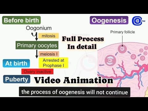Oogenesis | Ovum formation | Oocyte formation - YouTube