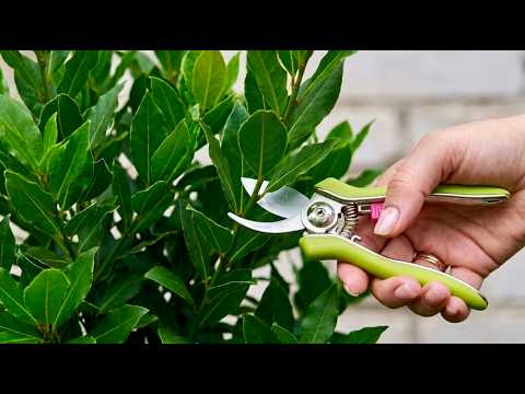 Keşke Daha Önce Bilseydim… Defne Çalısını Gürleştirmek ve Çelikle Çoğaltmak İçin Budama Yöntemi 🌿
