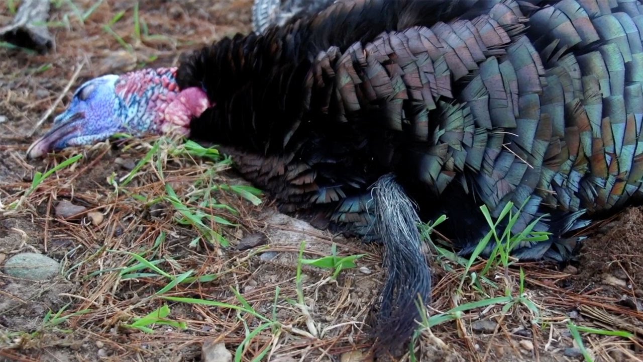 Season 8 Episode 11 - Michigan Gobblers - YouTube