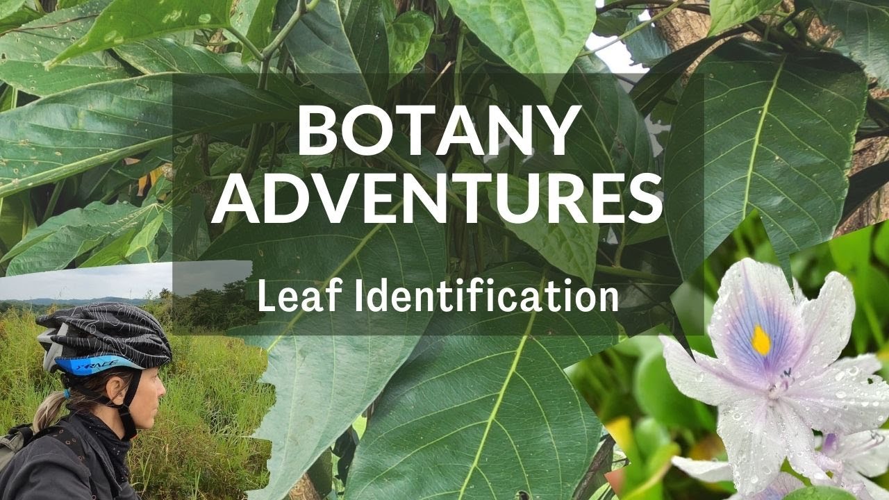 LEAF IDENTIFICATION FIELD TRIP in Costa Rica - YouTube