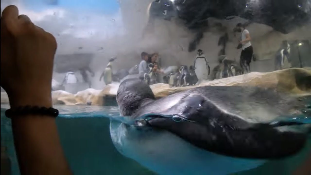 Penguin at Manila Ocean Park , Akatsuki Joe with Peter and Ate Megan ...