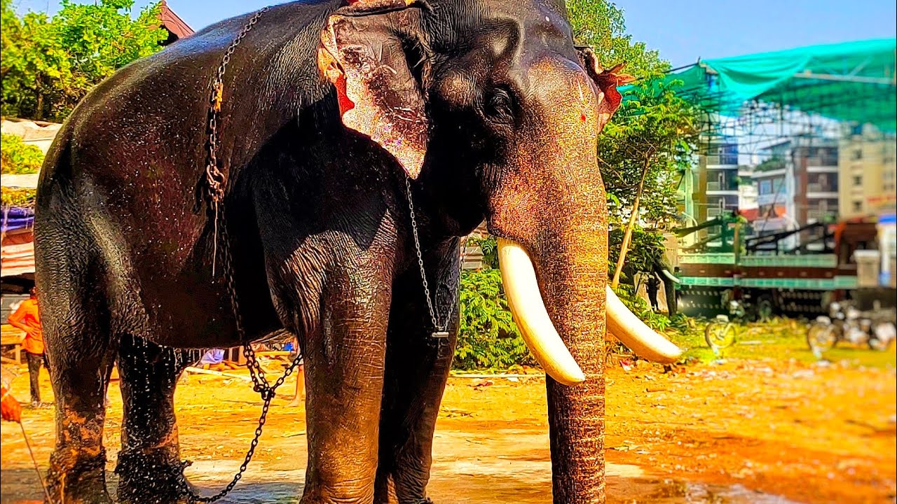 Gajarajan Pampady Rajan/പാമ്പാടി രാജൻ/#elephantattack #pampadyrajan # ...
