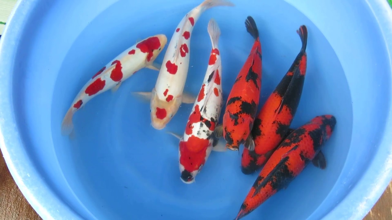 Hi Utsuri, Doitsu Showa, and Doitsu Sanke - YouTube