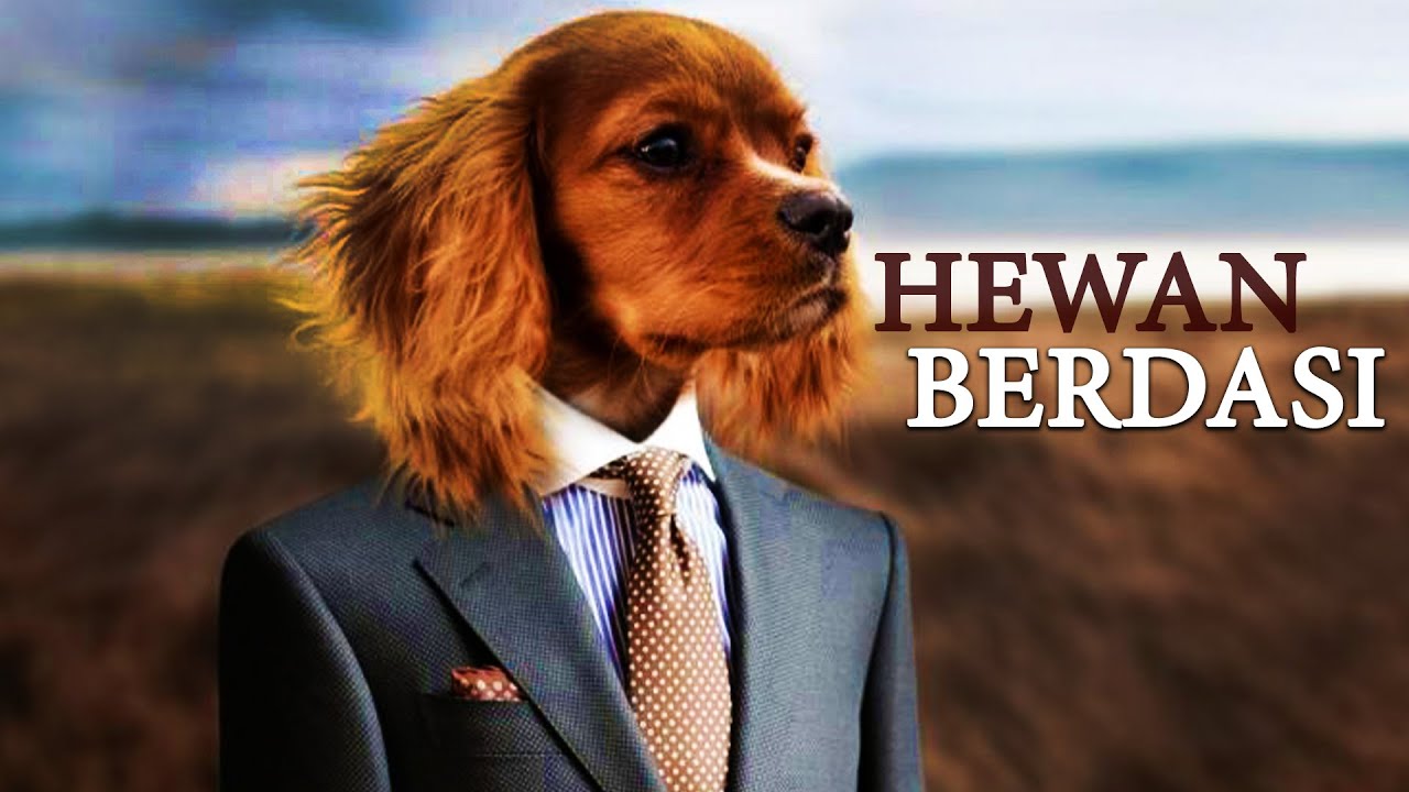 HEWAN HEWAN BERDASI BERJUBAH BERSORBAN DAN BERBAJU KOKO #tasawuf # ...