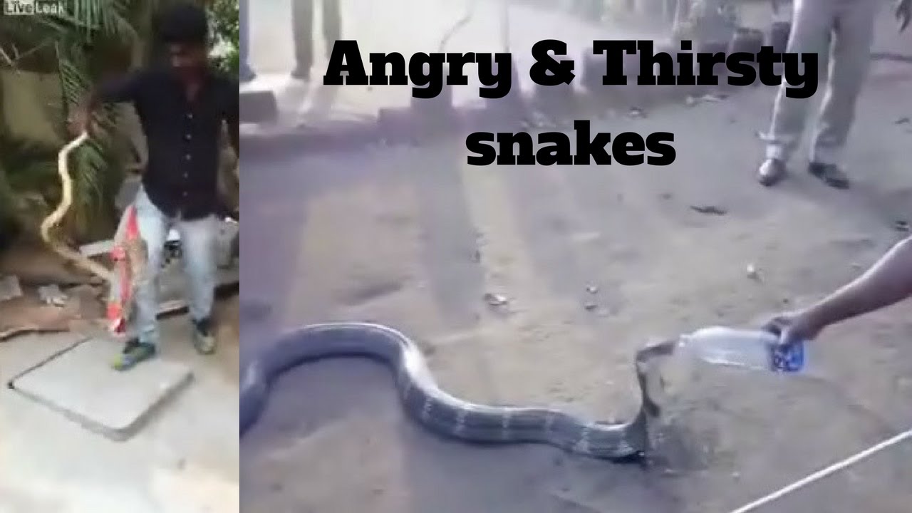 Angry Snake-Thirsty Snake - YouTube