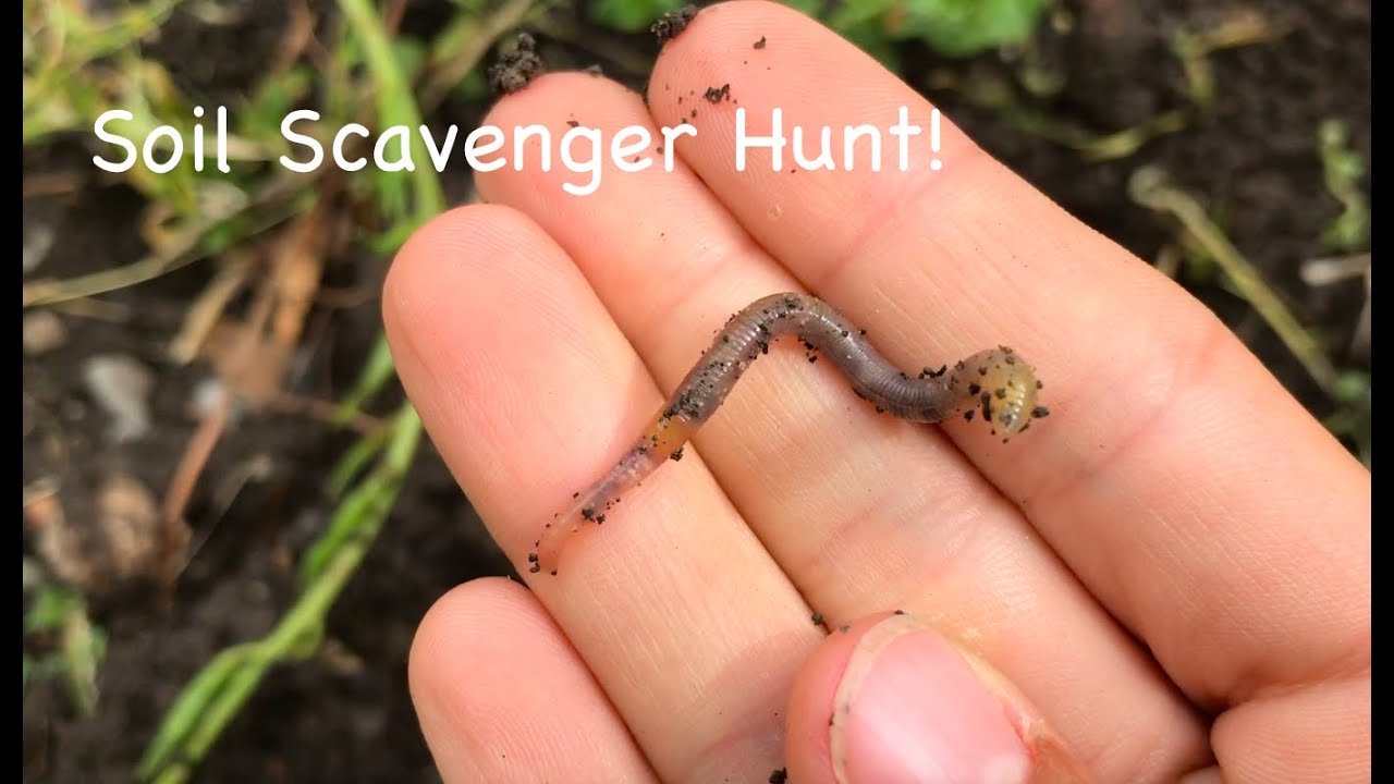 Soil Scavenger Hunt with Teacher Abby - YouTube