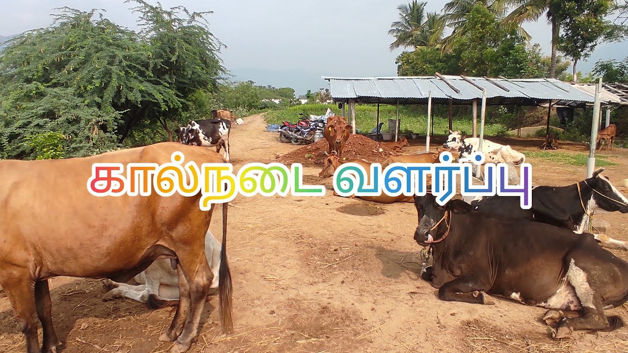 how to dairy farm successful palapattu village sankar dairy business in ...