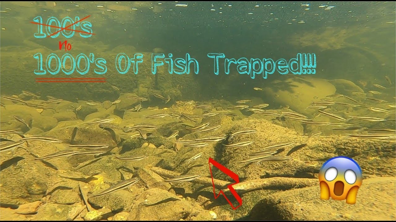 This Happens Every Summer...Hundreds of Fish TRAPPED - YouTube