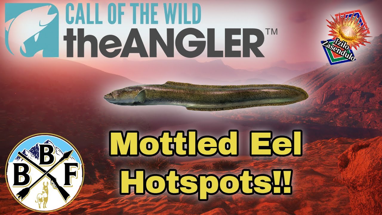 Hotspot Guide: African Mottled Eel - Plus Hook Size, Bait & Lure ...