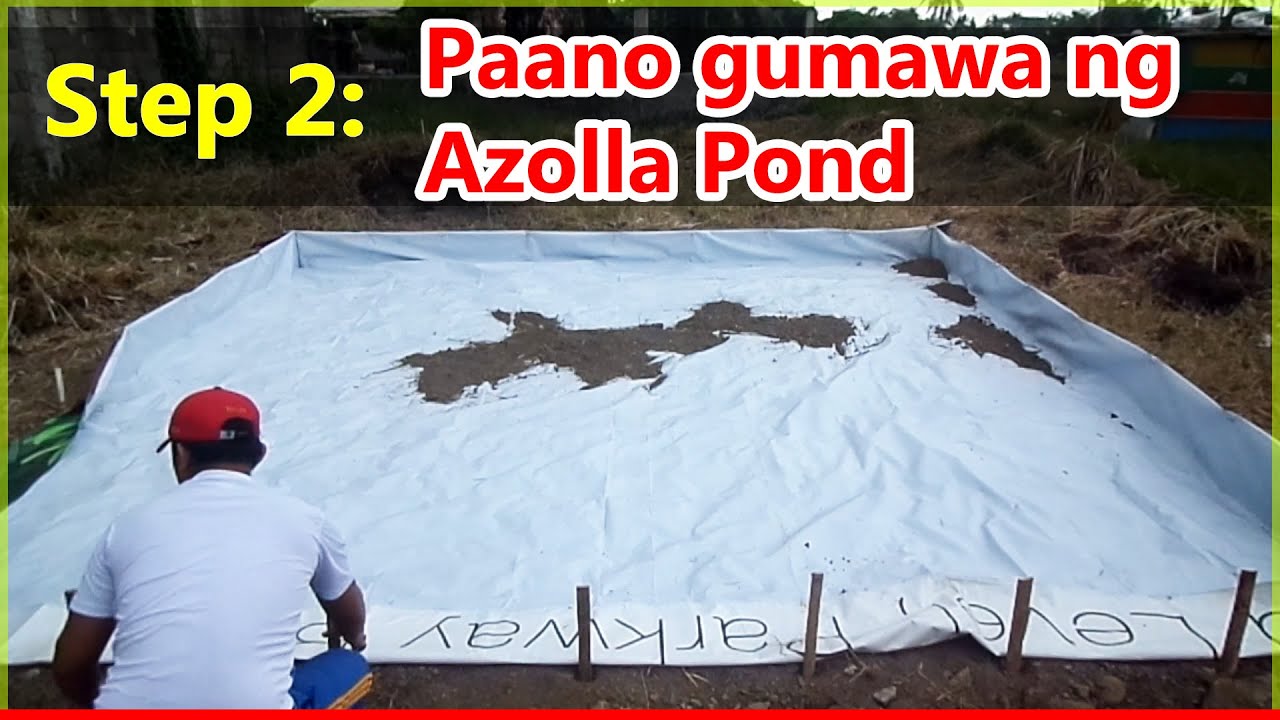 Step 2 :Pag gagawa ng Azolla Pond (Pagsusukat, Leveling ng lupa at ...