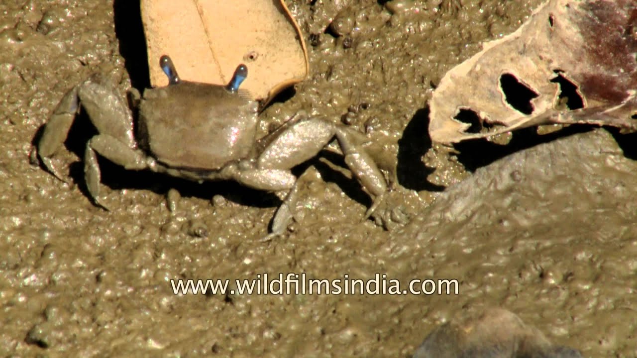 The Sundarbans mangrove forest - YouTube