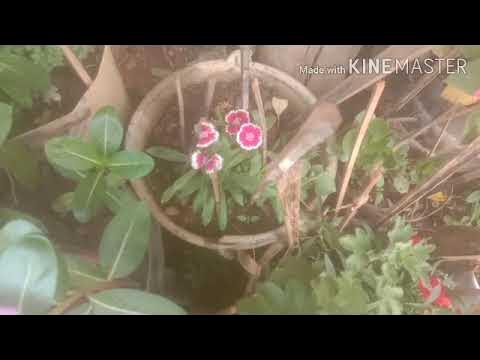 de txiv plab nyuj rau dab laug ev mus rau kuv niam lawv noj os - YouTube