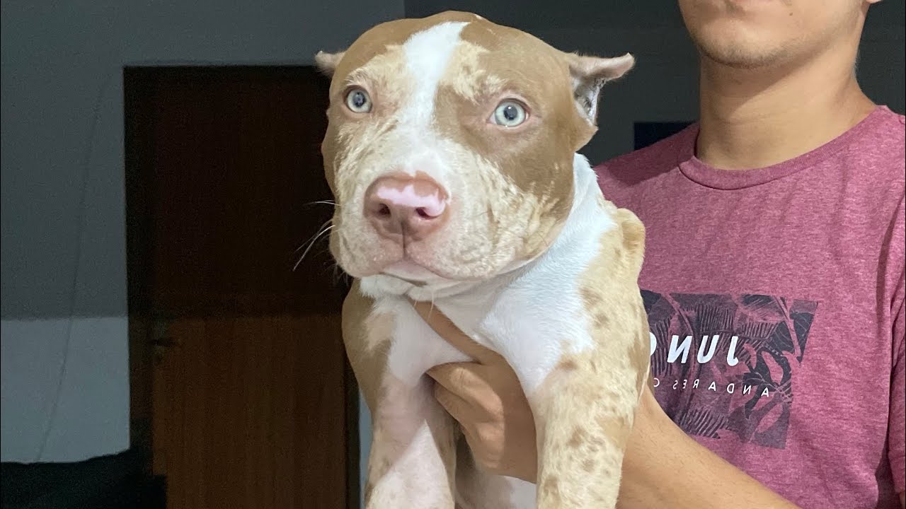 TITAN 15 DIAS APÓS A CONCHECTOMIA – VEJA O RESULTADO! 🐶 [PARTE 3] - YouTube