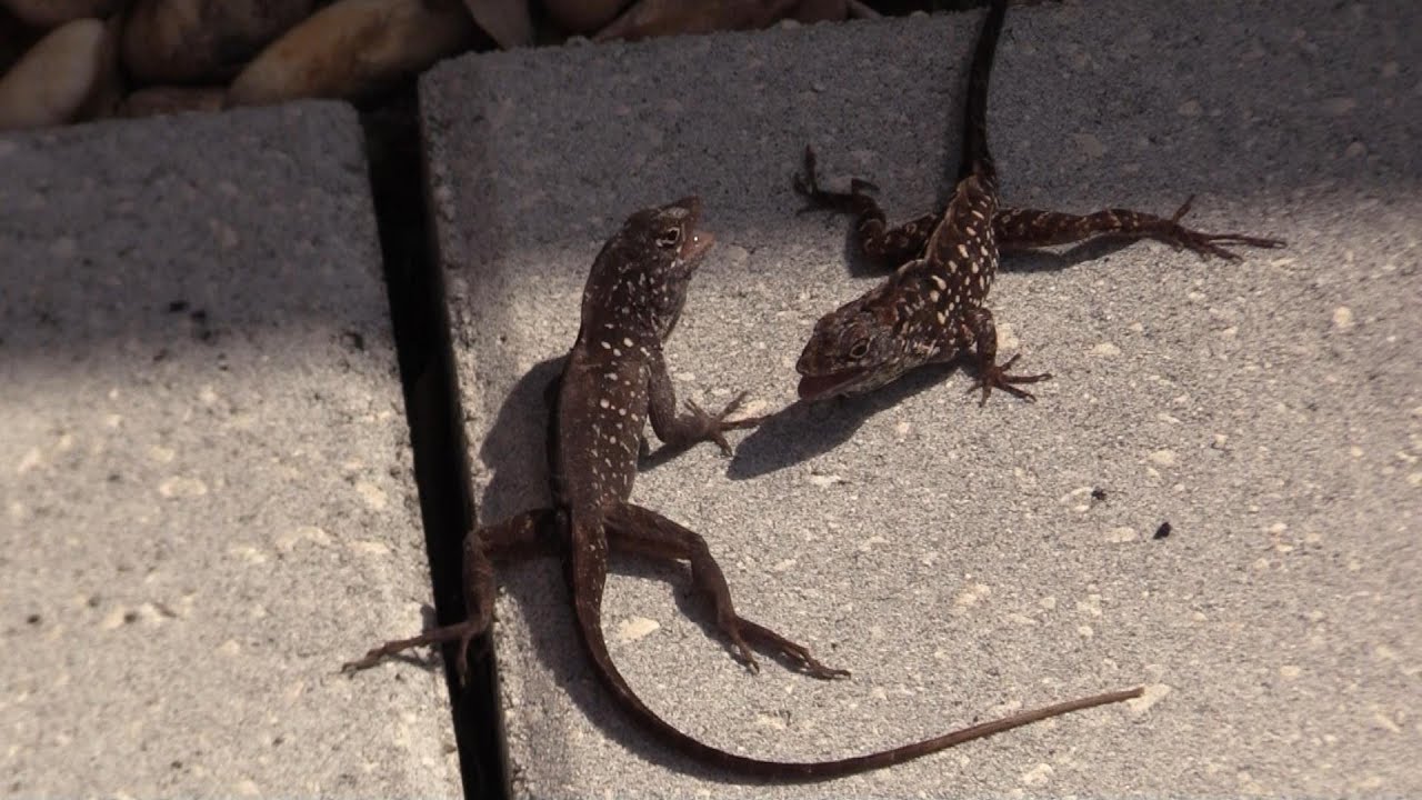 Two Geckos fighting it out to the end. Let’s get ready to rumble… - YouTube