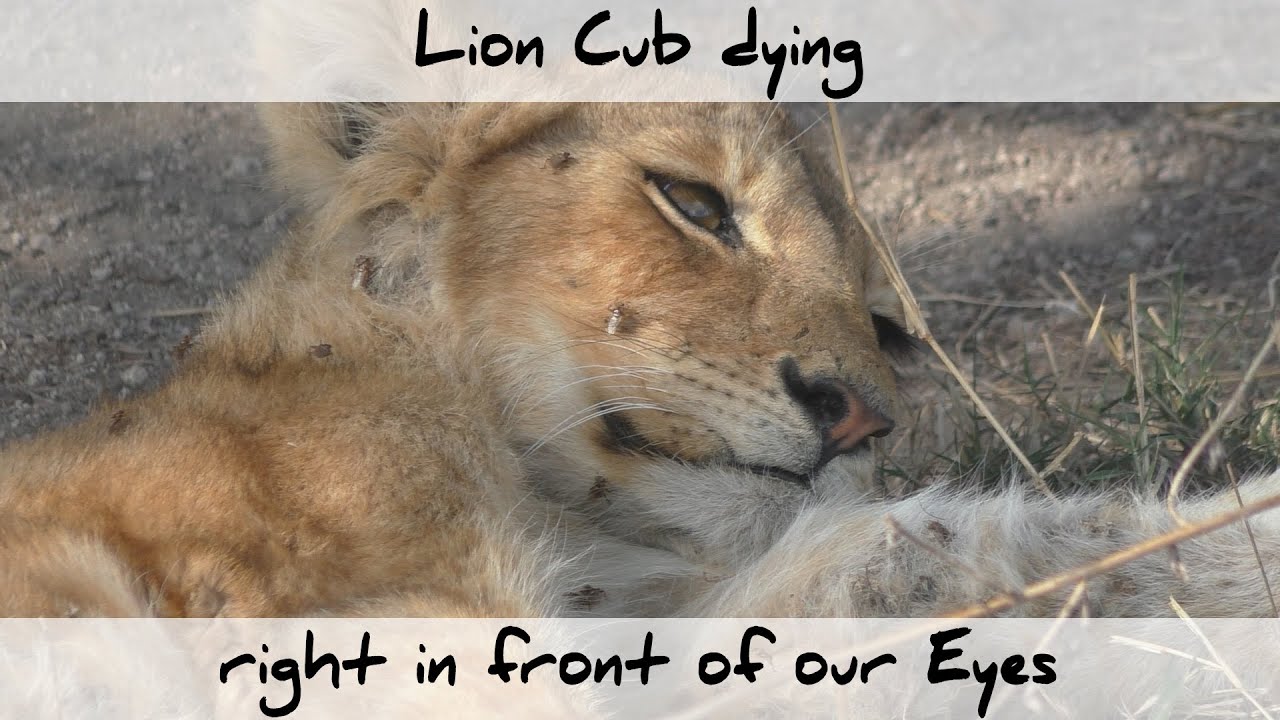 Lion Cub dying right in Front of Our Eyes - YouTube
