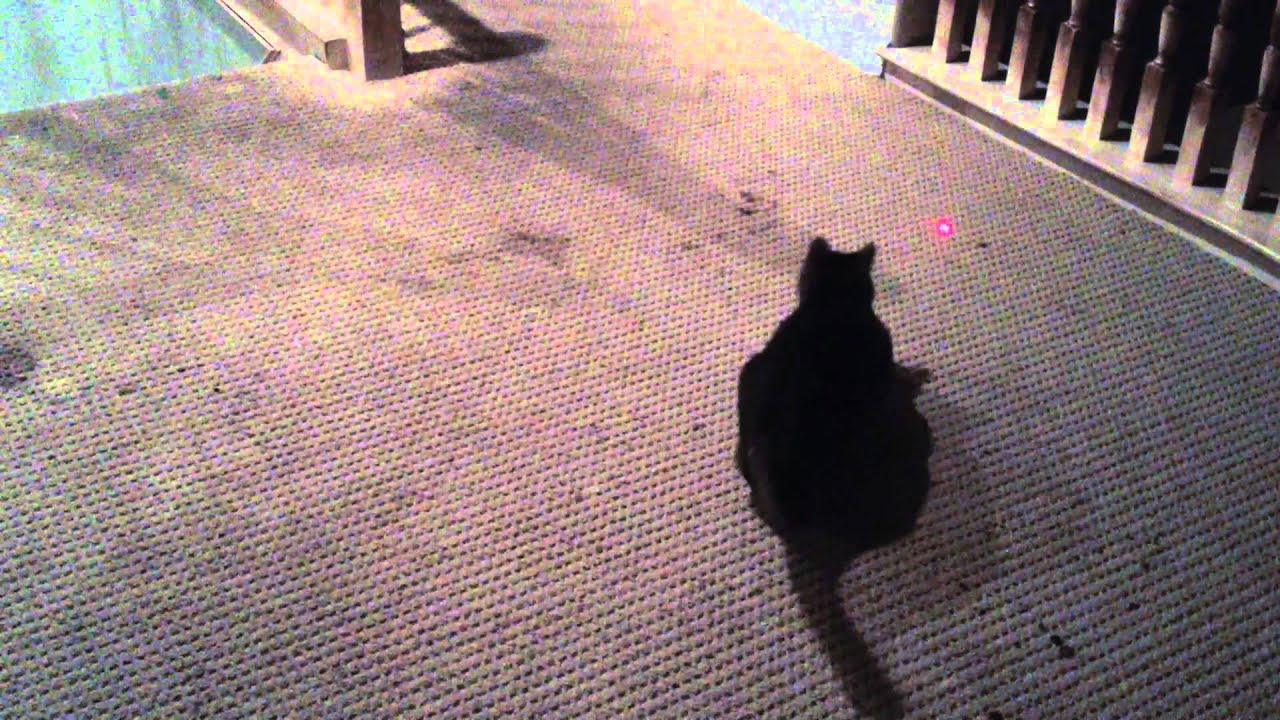 Cat chasing Laser pointer catches my foot OWWW! - YouTube