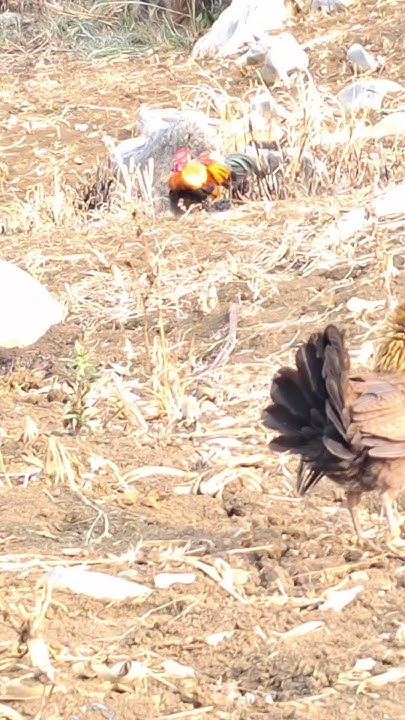 gà mái gọi trống chạy vòng vòng như thi vòng số 8.poj qaib xeev lau dhia ceev tiag tiag - YouTube