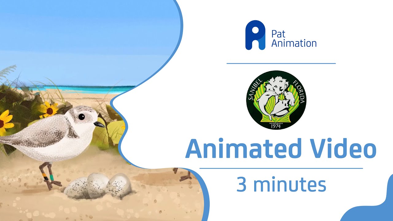 Florida Beach Animated Video Shorebird Wildlife Nature | Pat Animation ...