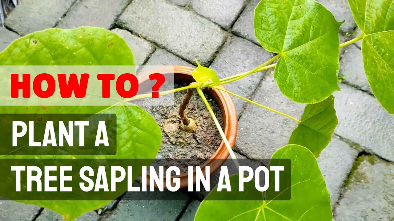 How to plant a tree sapling in a pot - Vichitra Trees - YouTube