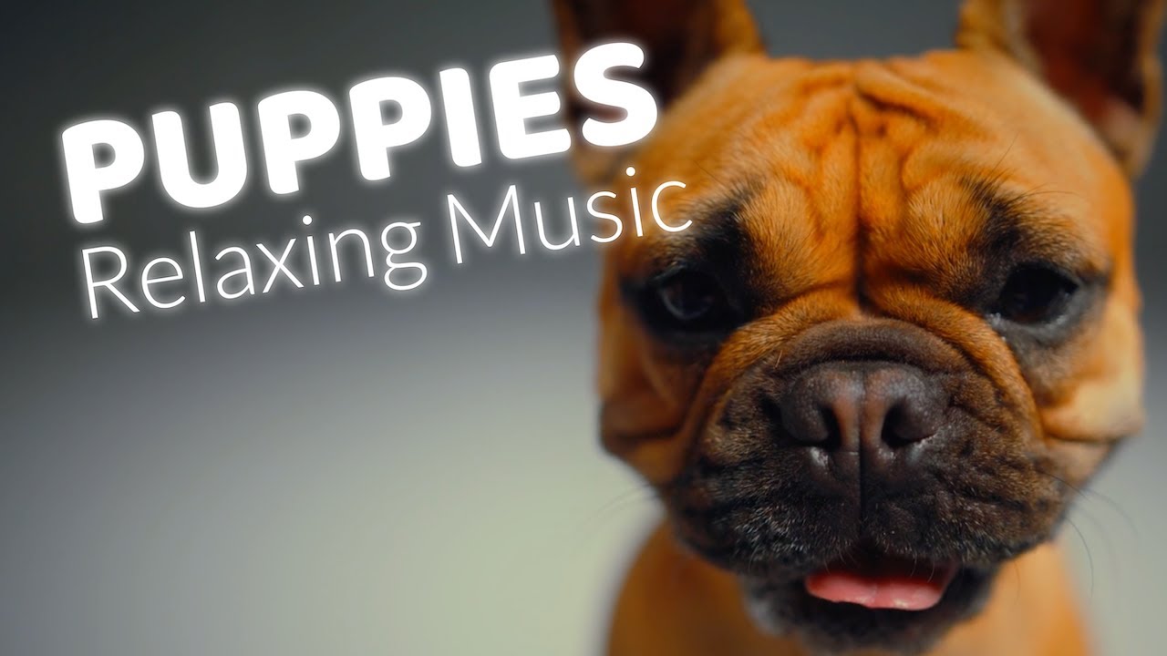 Puppies Relaxing Music, Cute Puppies with Beautiful & Peaceful Piano ...