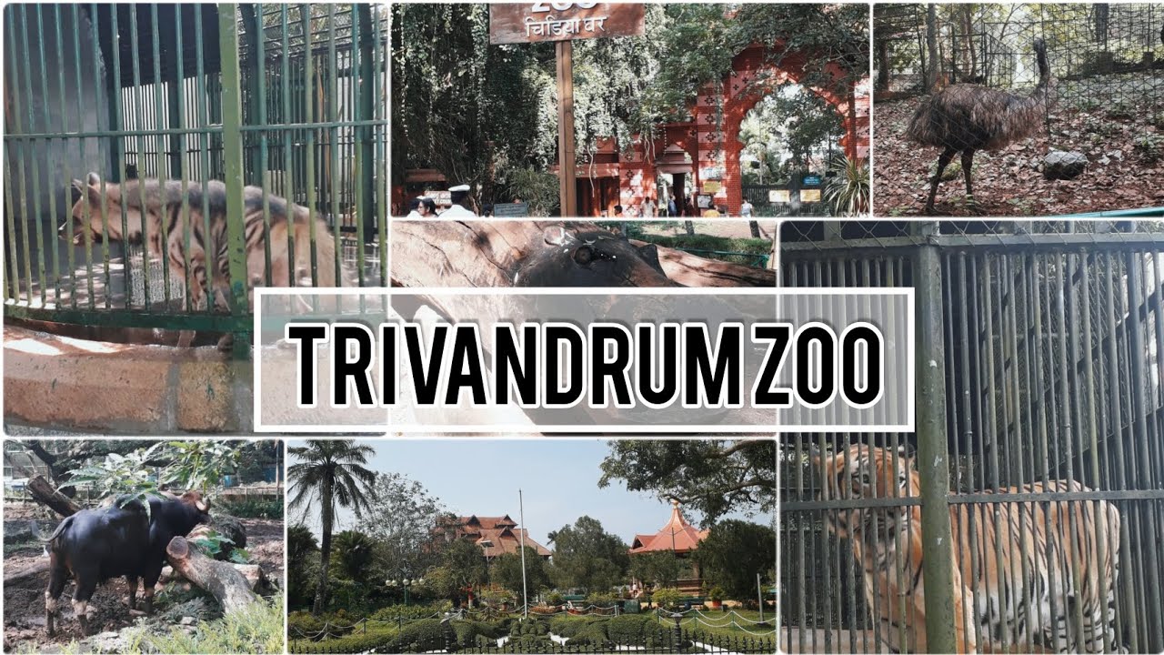 Trivandrum Zoo | Zoo animals | Short tour vlog - YouTube