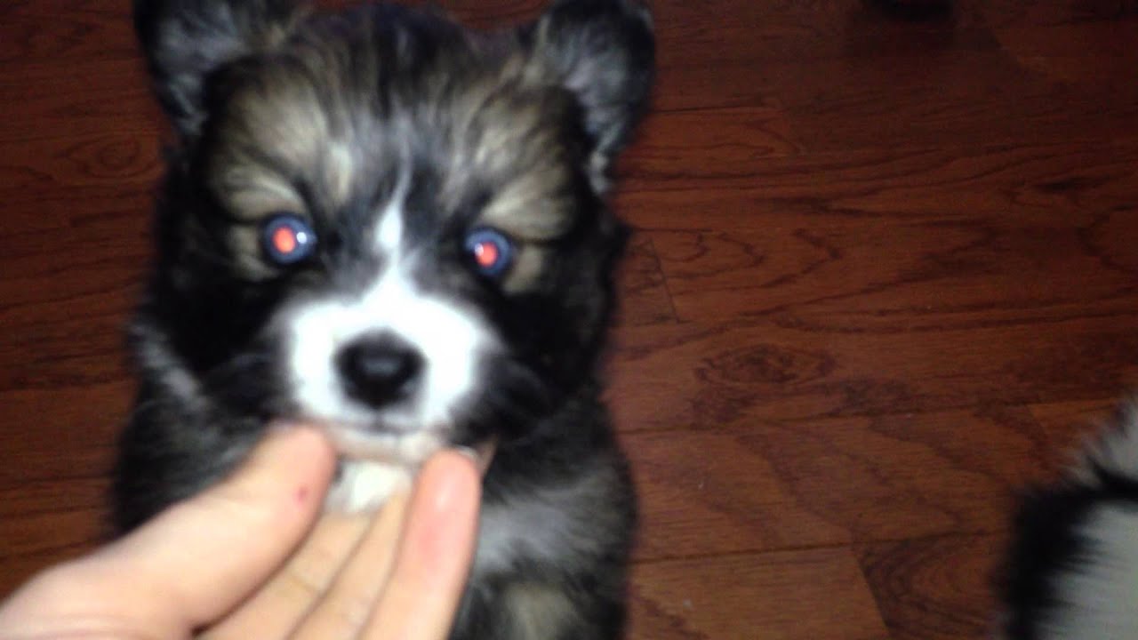 Mini Pomsky Puppies - YouTube