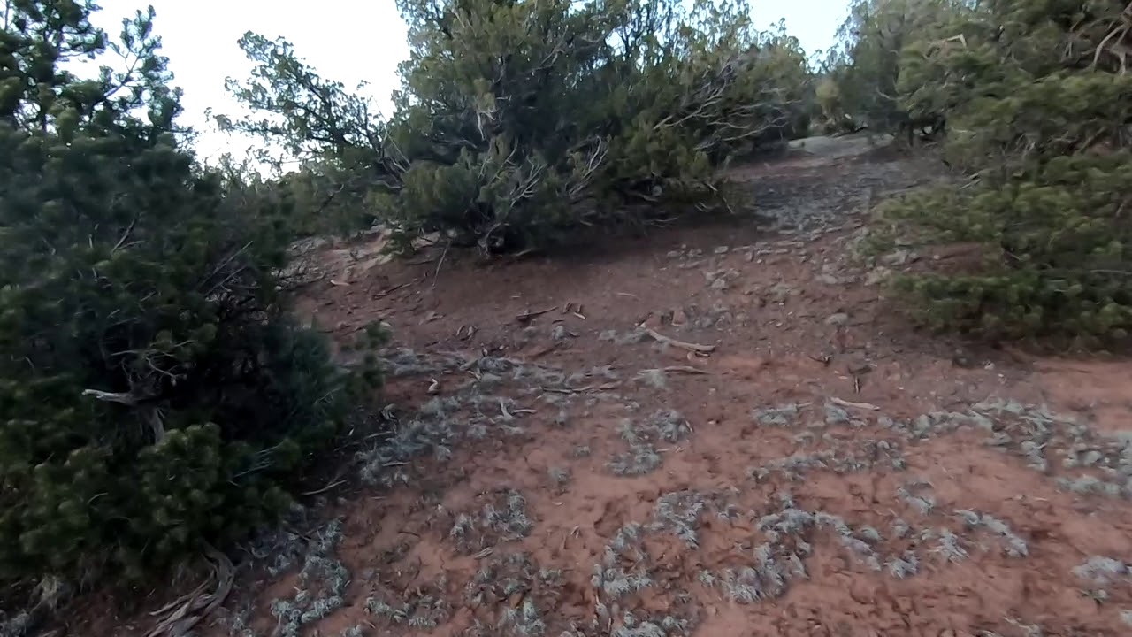 rabbit hunt northern az - YouTube