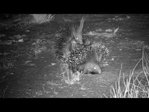 Porcupines Mating on the Nomad Cam
