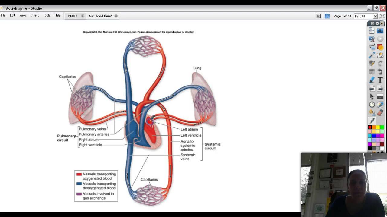 7-2 Blood pathway - YouTube