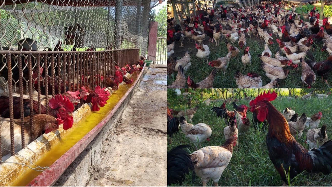 Taking Care Of Laying Hens On Hot Days, Free Range Chickens _ Daily ...