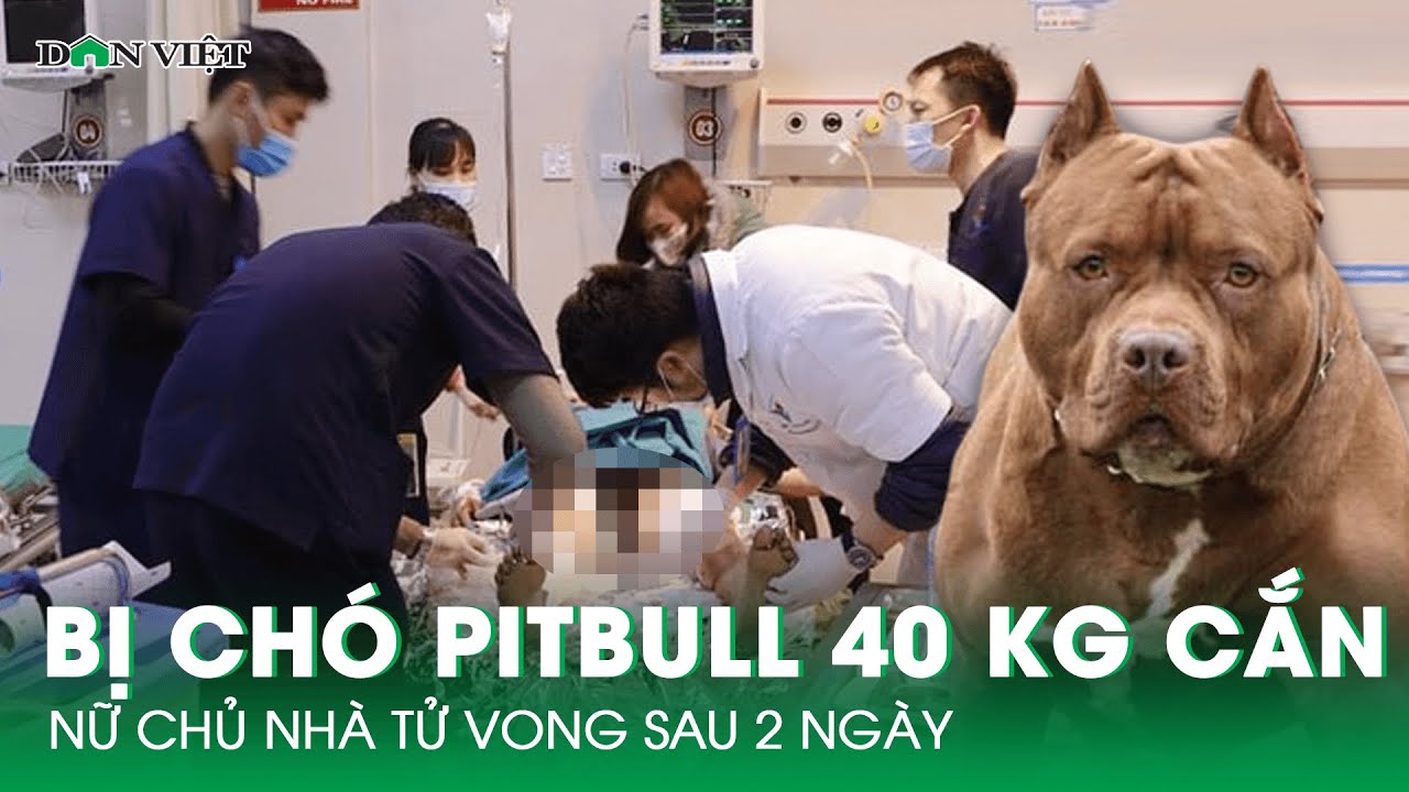 Bị Chó Pitbull 40kg Cắn, Nữ Chủ Nhà Tử Vong Sau 2 Ngày Điều Trị | Báo ...