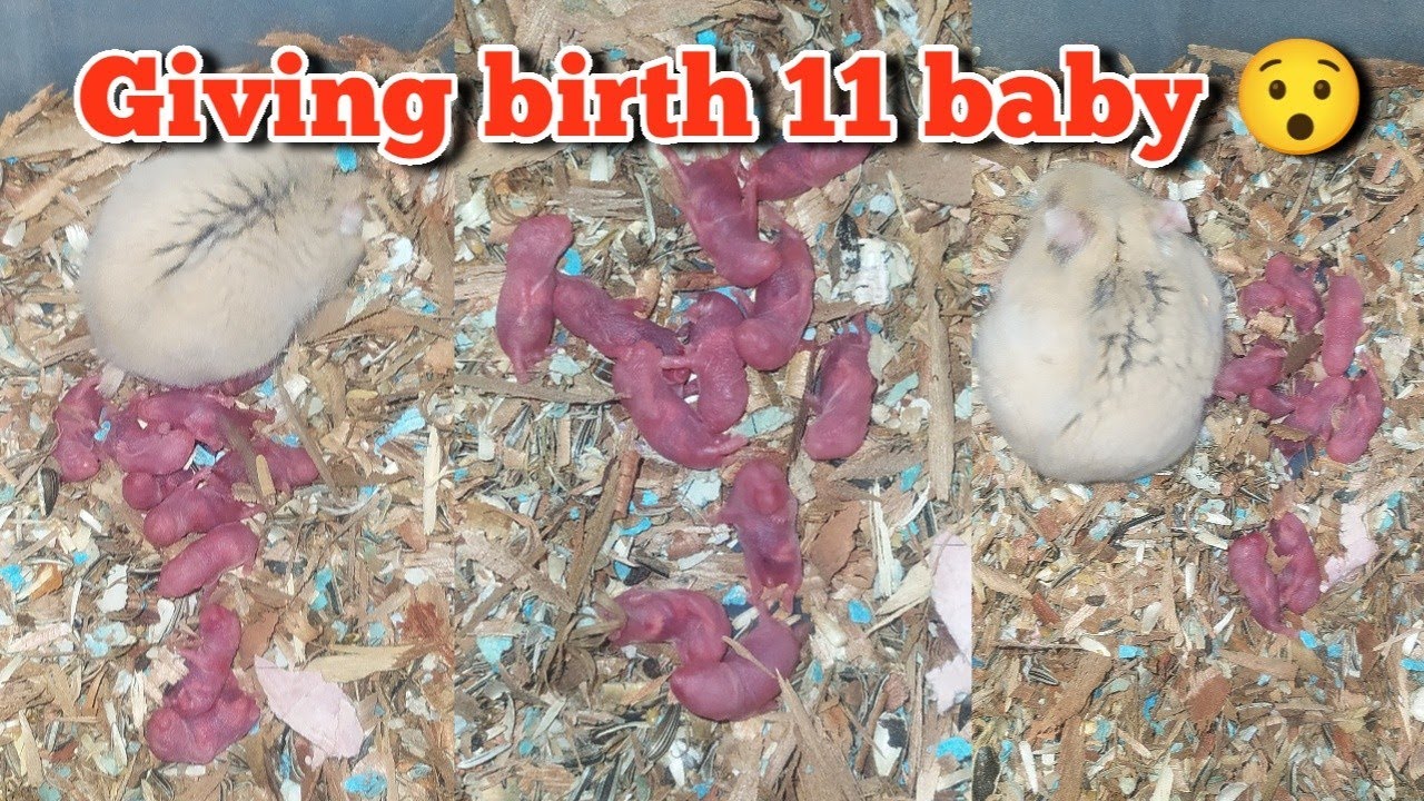 Russian dwarf hamster giving birth 11 baby | Hamster giving birth - YouTube