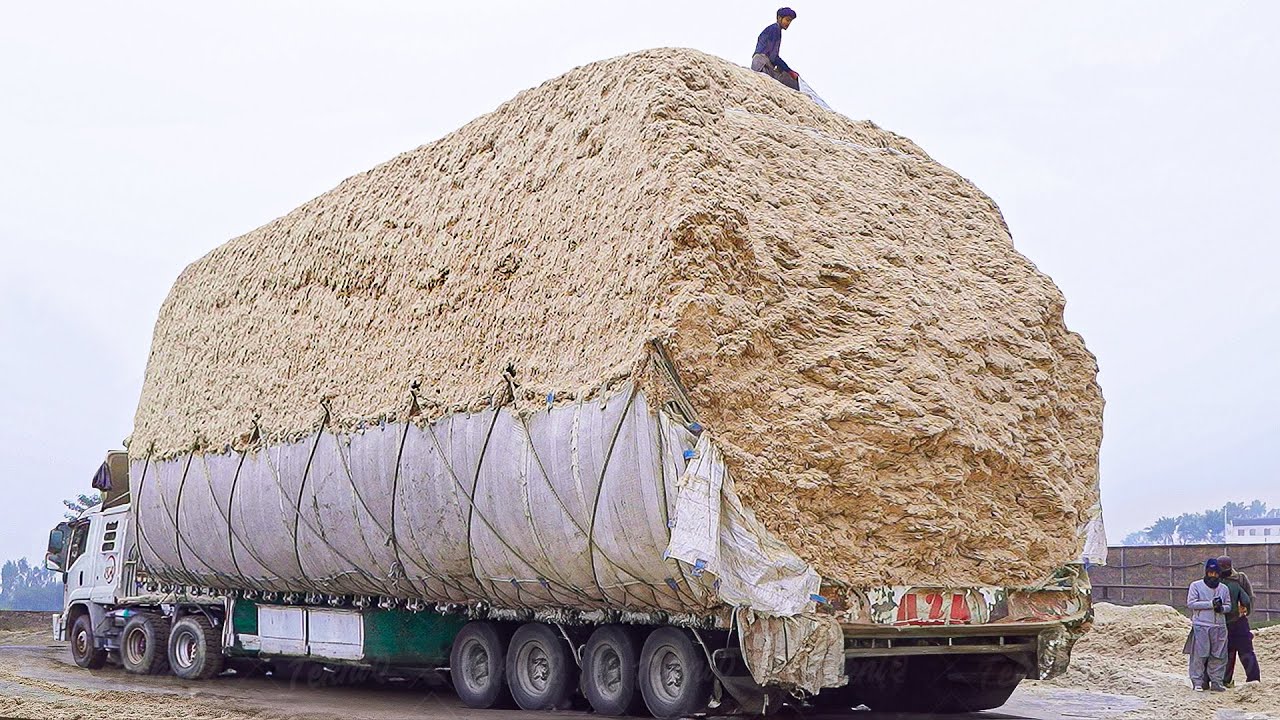 How Tons of Sugarcane Waste is Loaded & Transported - YouTube