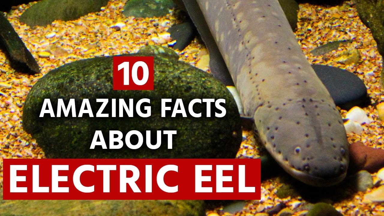 10 Amazing Facts About Electric Eel | The Animal Explorer - YouTube