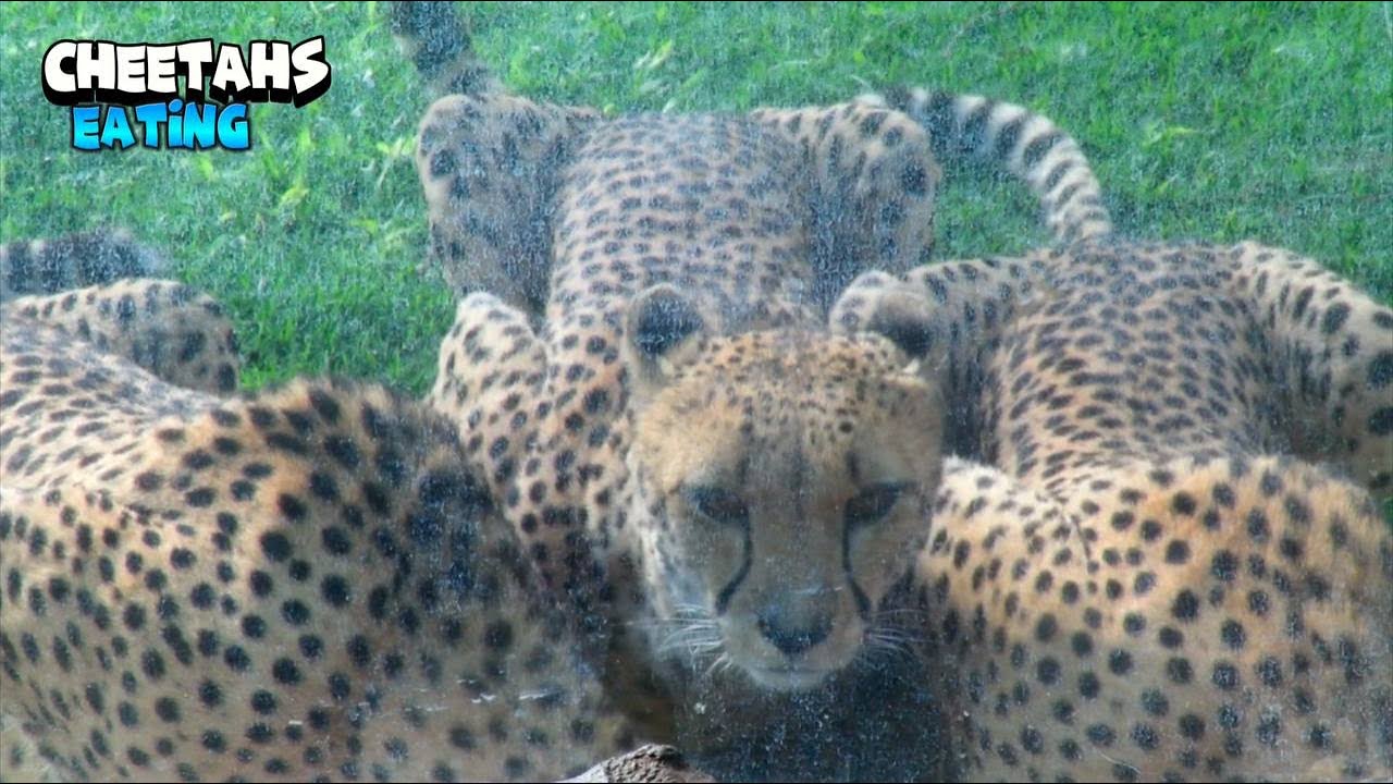 Beautiful Cheetahs Eating - YouTube
