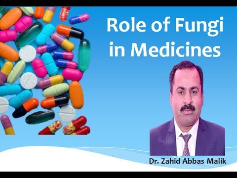 Role of Fungi in medicines (English/Urdu/Hindi) for BS /MS students by Dr. Zahid Malik - YouTube