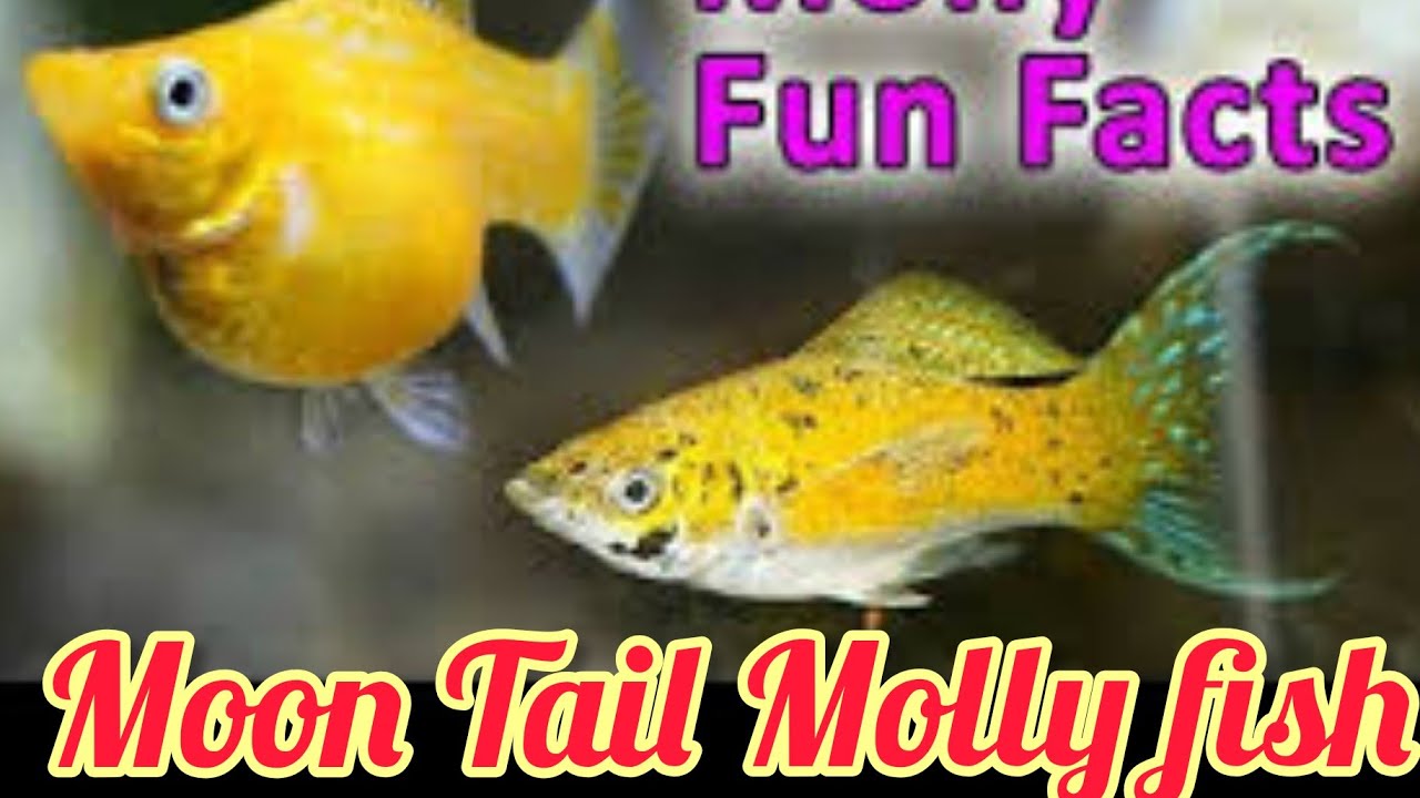 Moon Tail Molly fish 🐟 - YouTube