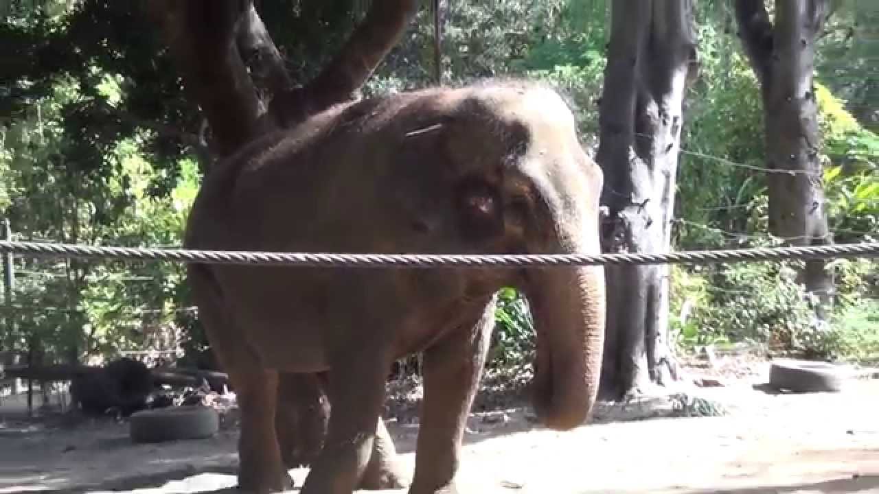 A visit to Perth Zoo - YouTube