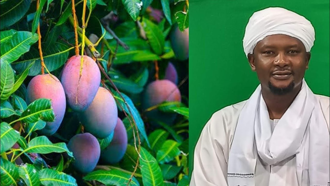 Amfanin Ganyen Mangwaro Kashi na 3 - YouTube